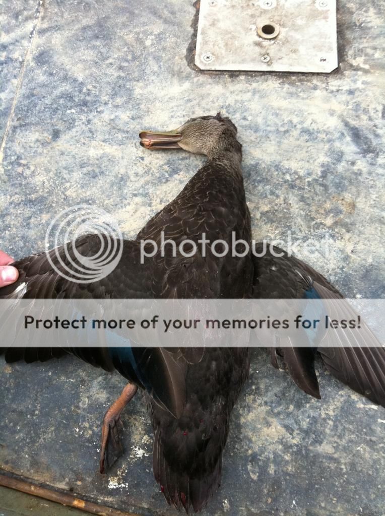 Duck ID | Duck Hunting Forum